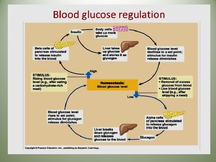 6 THE PANCREATIC HORMONES AND BLOOD GLUCOSE REGULATION