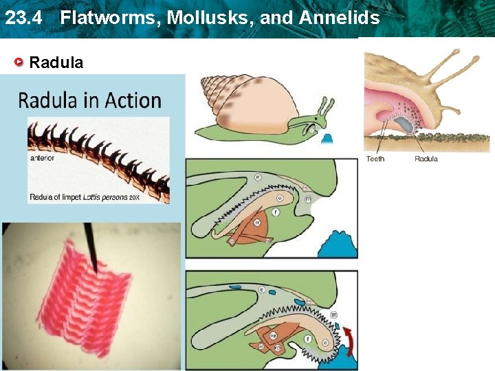 23 4 Flatworms Mollusks and Annelids KEY CONCEPT
