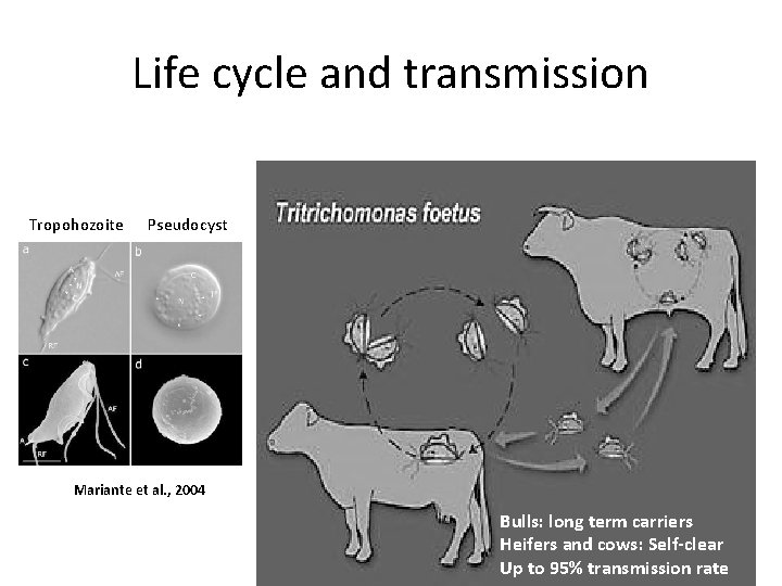 Bovine trichomoniasis in beef cattle in Wyoming USA