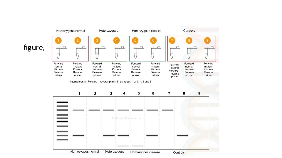 ARMSPCR Amplification Refractory Mutation System PCR Ali I