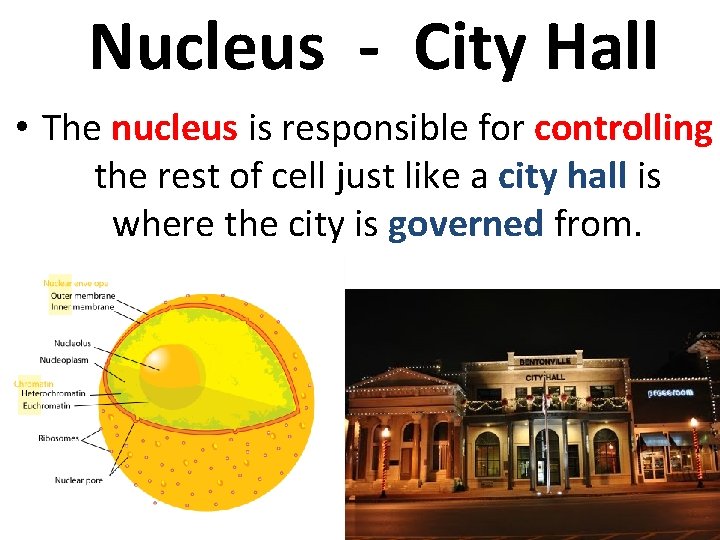 Cell Organelles Whats a Cell Organelle Humans have