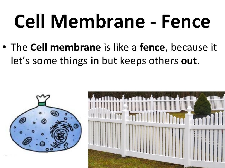 Cell Organelles Whats a Cell Organelle Humans have