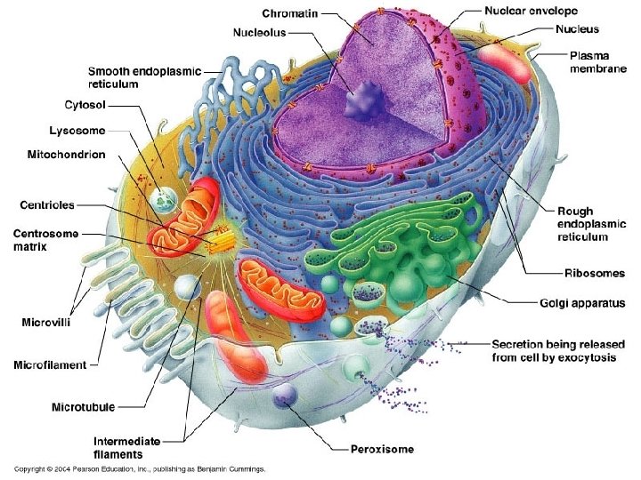 Cell Organelles Whats a Cell Organelle Humans have