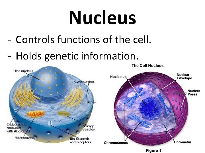 Cell Organelles Whats a Cell Organelle Humans have
