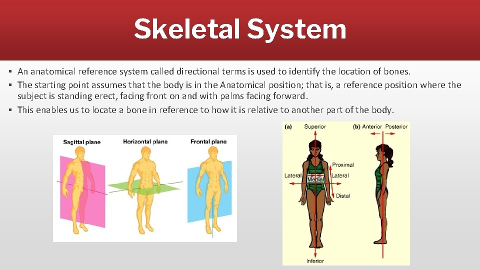 Skeletal System Students Learn To Major bones involved