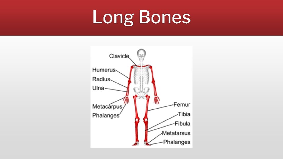 Skeletal System Students Learn To Major bones involved