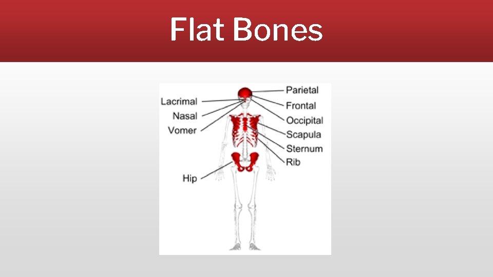 Skeletal System Students Learn To Major bones involved