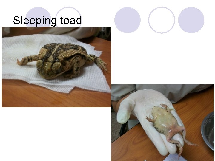 Amphibians Physical Examination Handling ConcernsAmphibian Skin l Permeable
