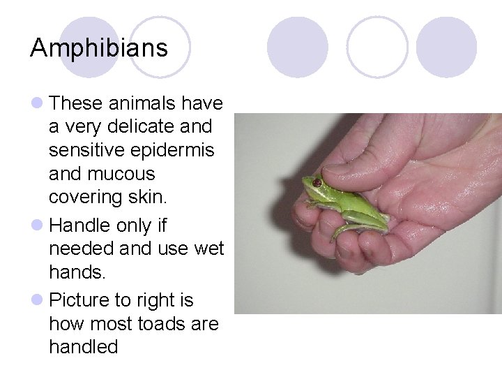 Amphibians Physical Examination Handling ConcernsAmphibian Skin l Permeable