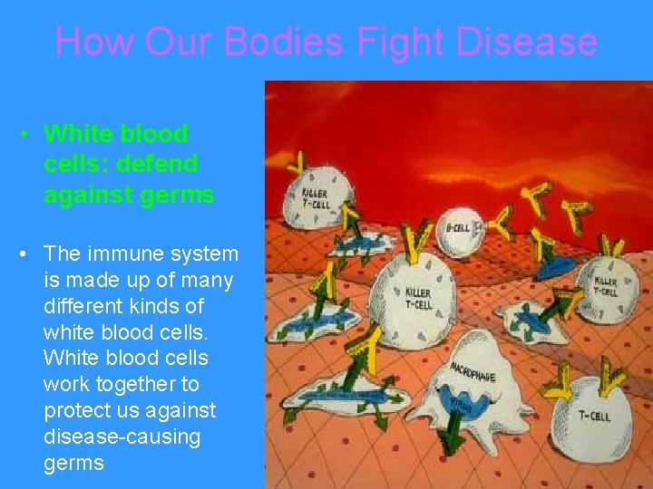 IMMUNE SYSTEM Viruses bacteria and other germs are