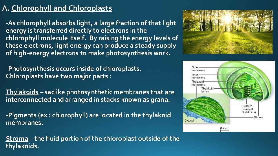 Photosynthesis A Chemical Energy and ATP Energy is