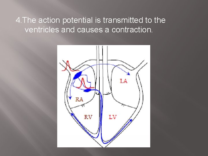 ELECTRICAL CONDUCTIVITY SYSTEM OF THE HEART Dr Sisara