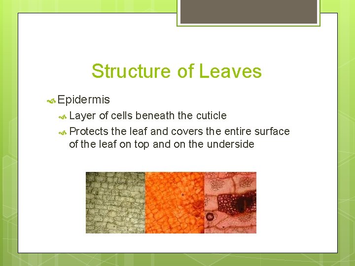 Leaves Introduction to Agriculture Plant Science Unit Leaves