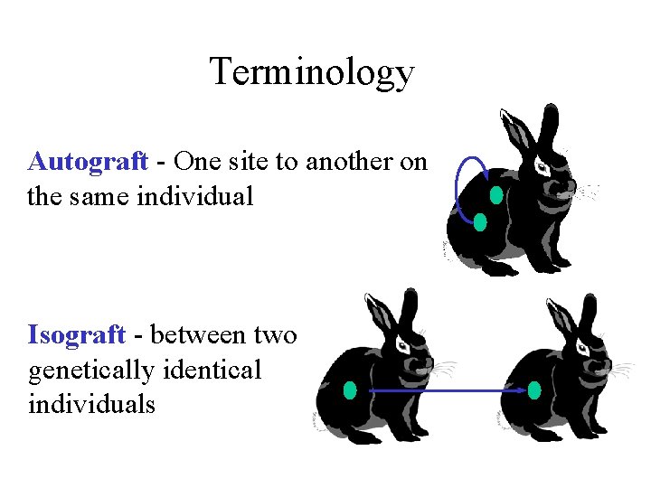 Transplantation Immunology Transplantation A process of taking cells