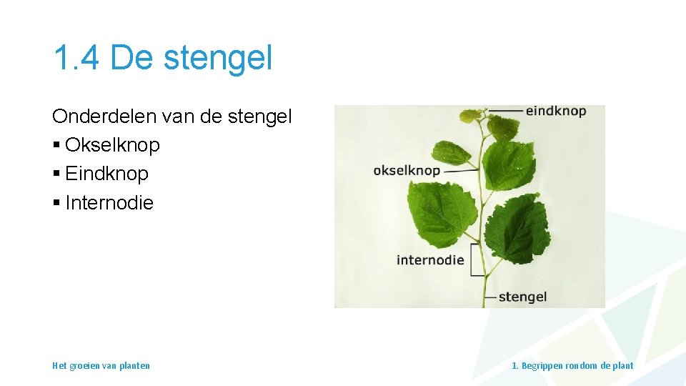 Het groeien van planten 1 Begrippen rondom de