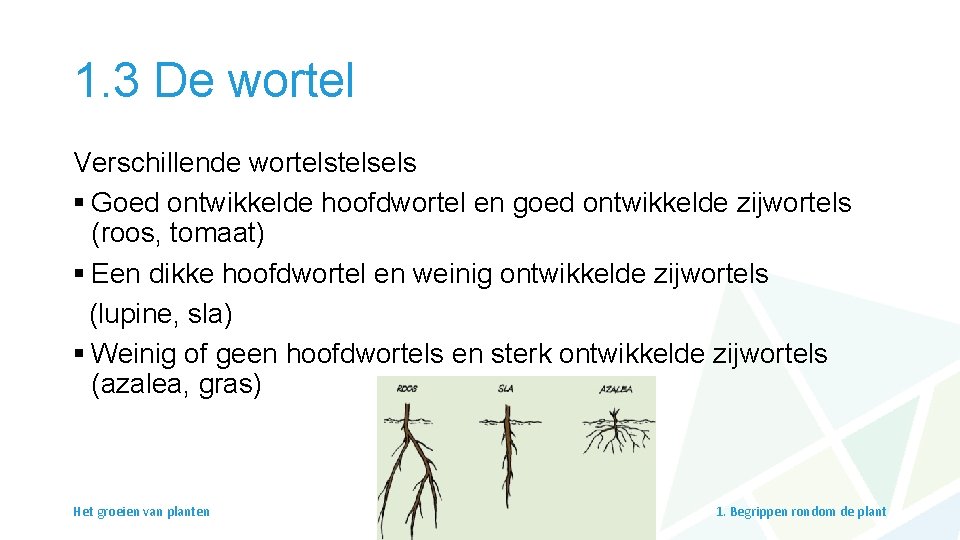 Het groeien van planten 1 Begrippen rondom de