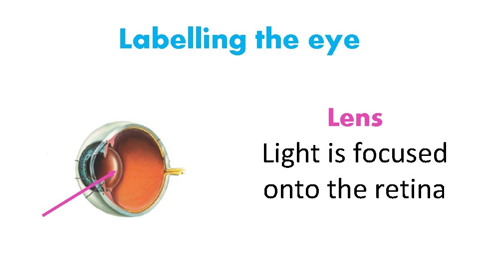 Lesson Starter Draw a diagram which shows how