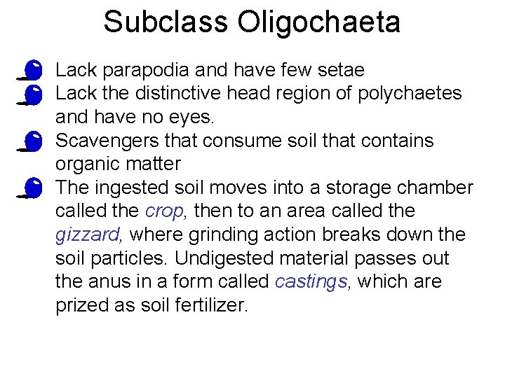 Phylum Annelida Class Polychaeta Class Clitellata Class Aelosomata