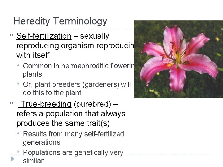 Unit 7 Genetics Mendelian Genetics Heredity Terminology Selffertilization