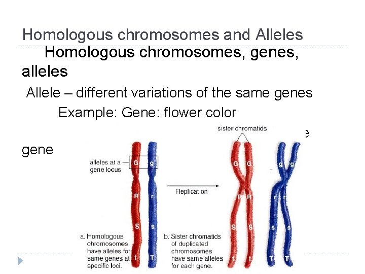Unit 7 Genetics Mendelian Genetics Heredity Terminology Selffertilization