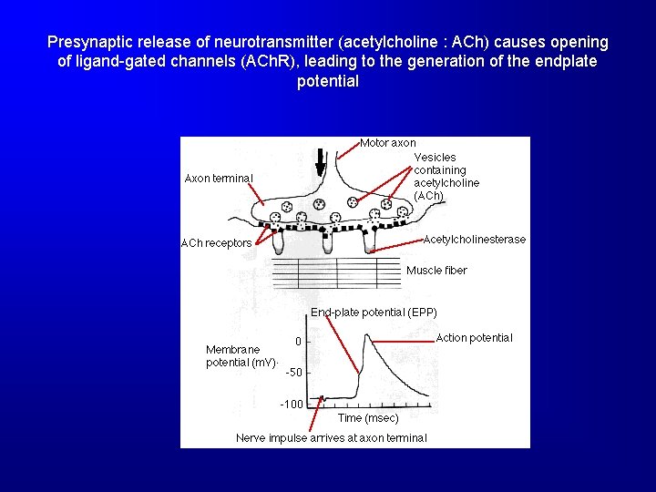Cellular Neuroscience 207 Ian Parker Lecture 4 Ligandgated