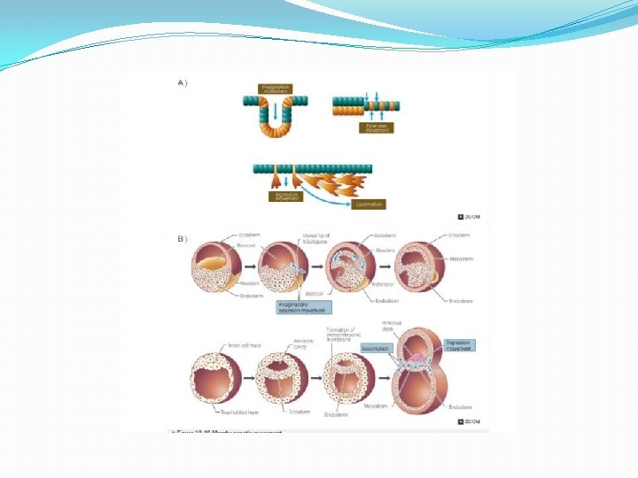 MORPHOGETIC MOVEMENT GASTRULATION IN FROG AND CHICK B