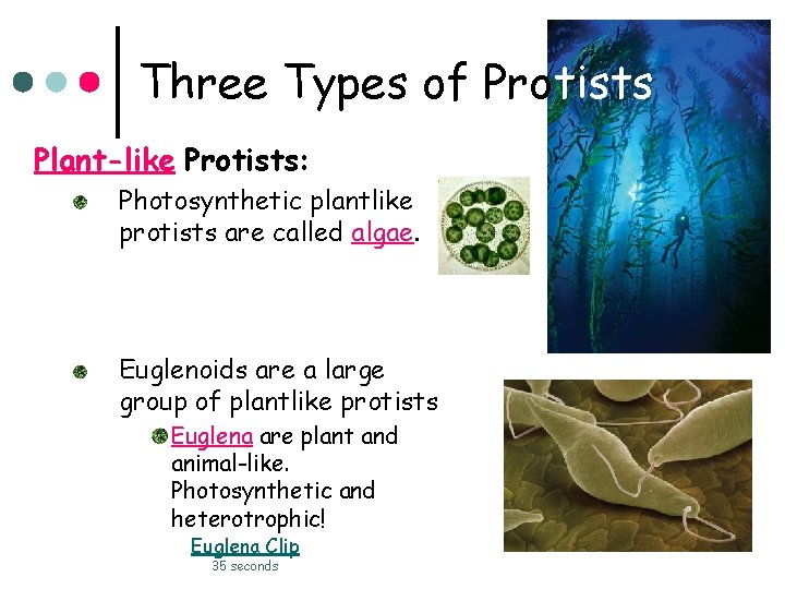 Kingdom Protista 2016 Chapter 20 Brainpop Kingdom Protista