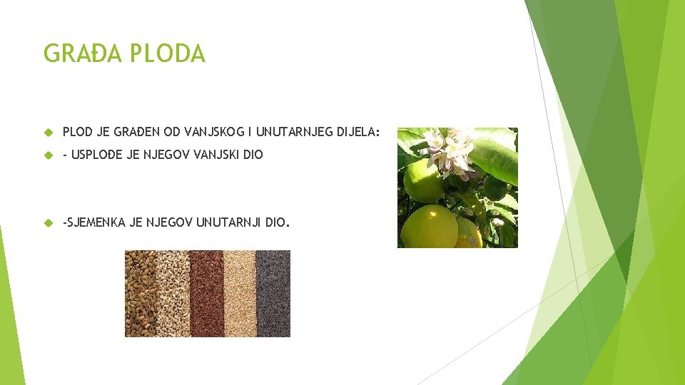 PLOD GRAA I ULOGA Kukas Bojana prof defektolog