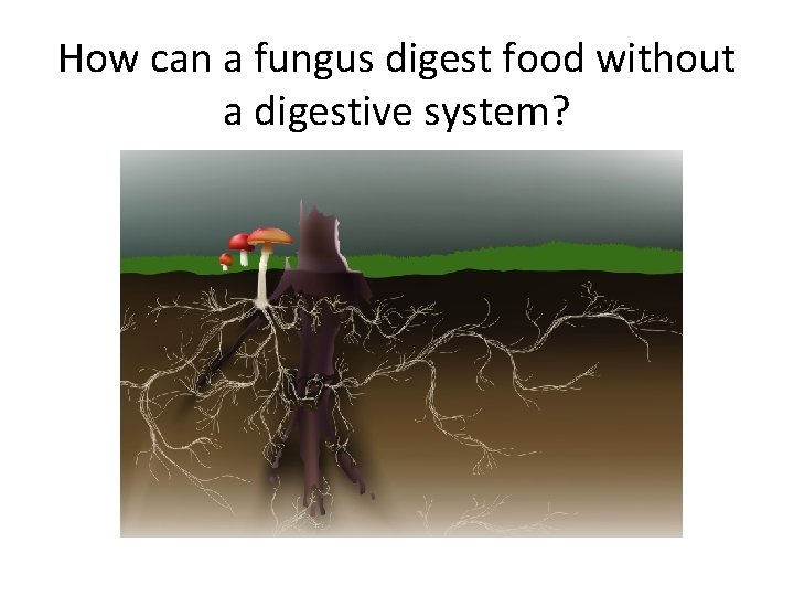 How can a fungus digest food without a