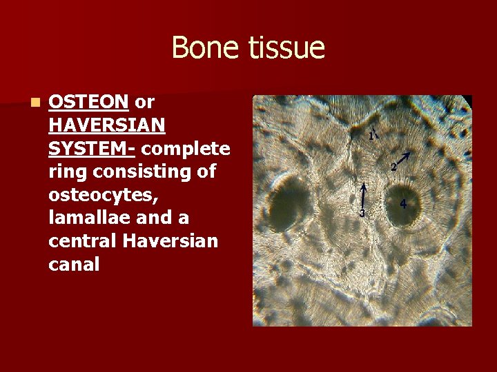 SKELETAL SYSTEM 206 BONES MAKE UP THE HUMAN