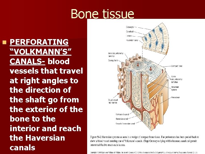 SKELETAL SYSTEM 206 BONES MAKE UP THE HUMAN