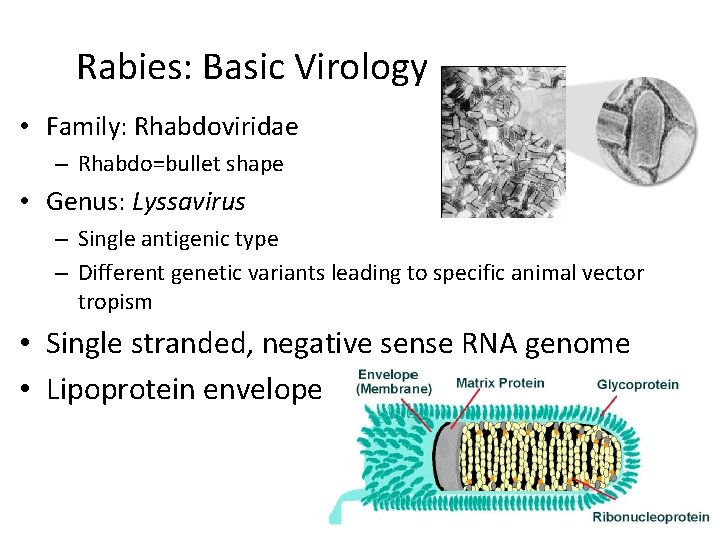 Rabies Course Navigation Objectives Define the mode of