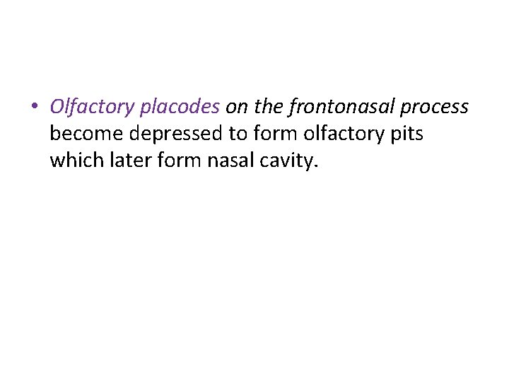 Anatomy of Nose and PNS DR ABHISHEK BHARDWAJ