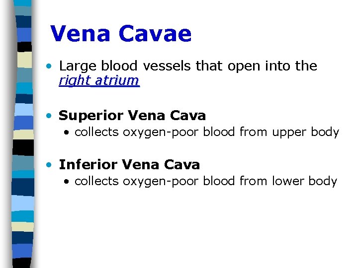 Blood Vessels Chapter 10 Section 10 1 Arteries