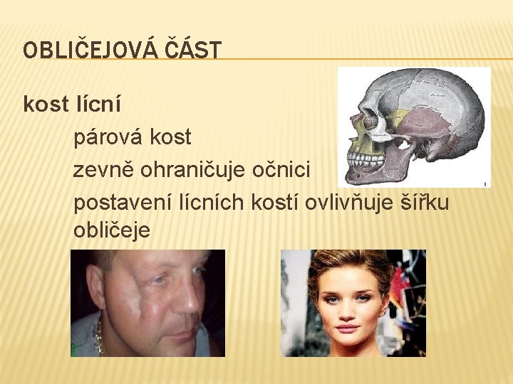 Kostern soustava kostra KOSTRA HLAVY OBLIEJOV ST KOSTRA