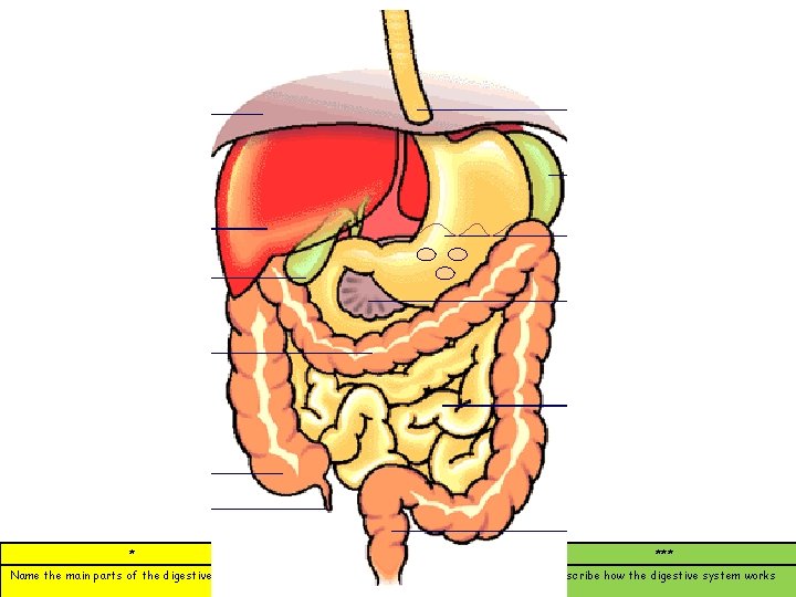 Digestive system Name the main parts of the