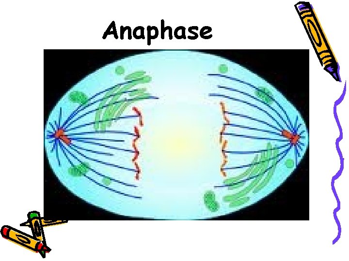 Mitosis and Cell Division New Cells About 2