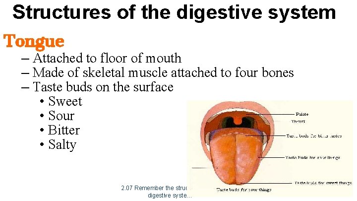 Structures of the Digestive System Essential Question What