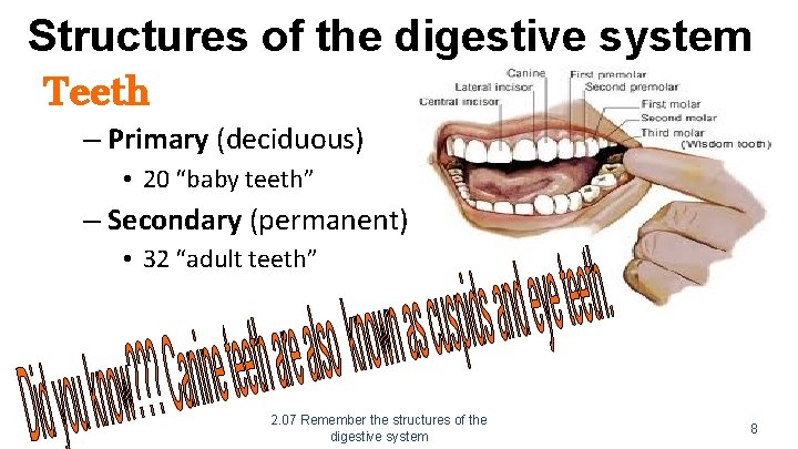 Structures of the Digestive System Essential Question What