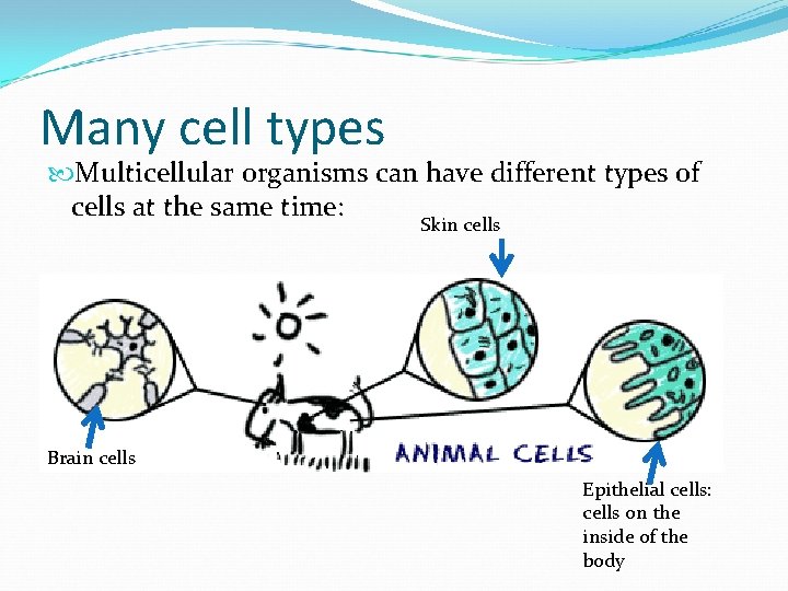 Introduction to Cells What are cells Smallest unit