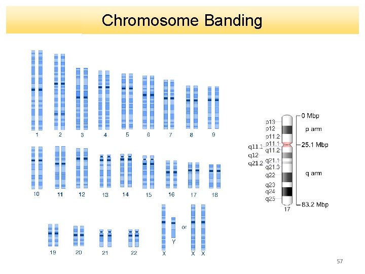Basics of Biology 4 The Genetic Basis of