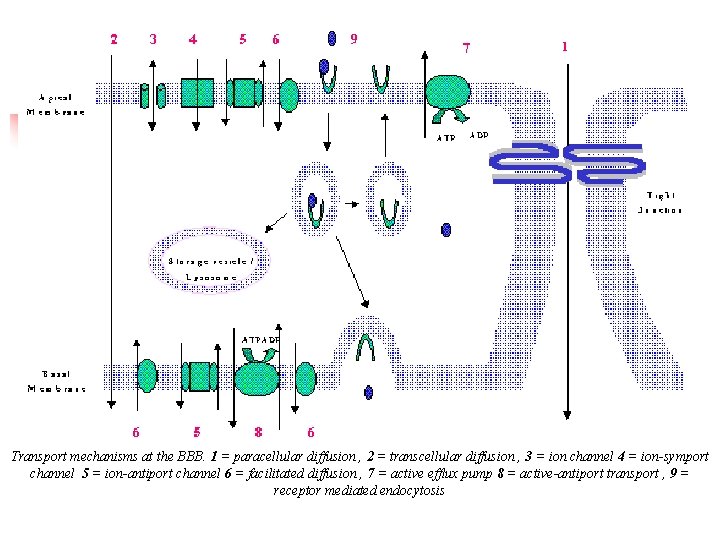 Blood Brain Barrier Unit 8 Week 2 Prof