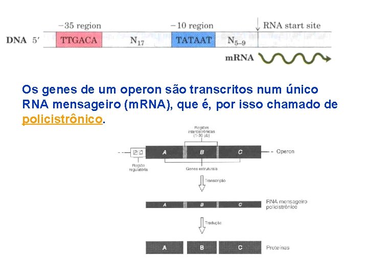 Aula 2 Organizao dos genomas dos Procariotos e