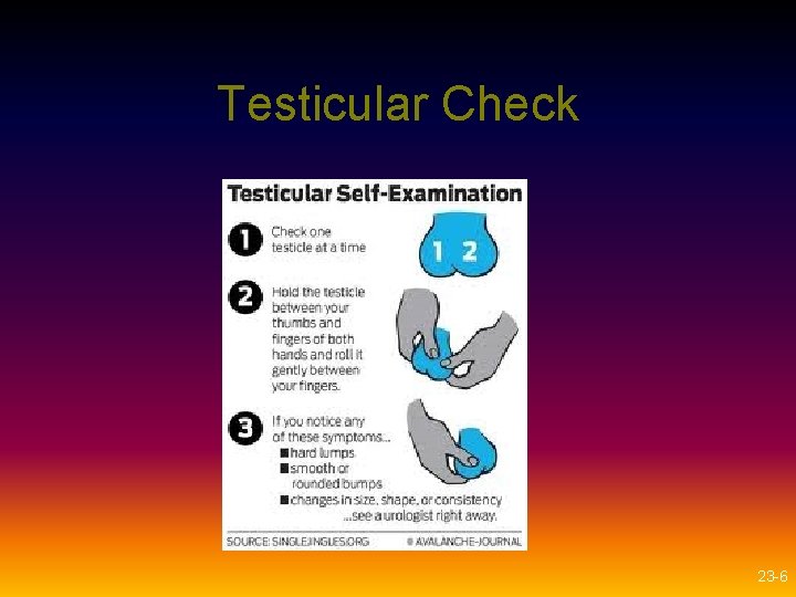 Reproductive Conditions 23 1 Puberty and its effects