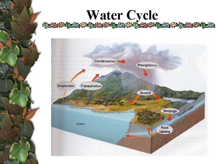 Ecology 1 Ecosystems Levels of Organization Organism Ex