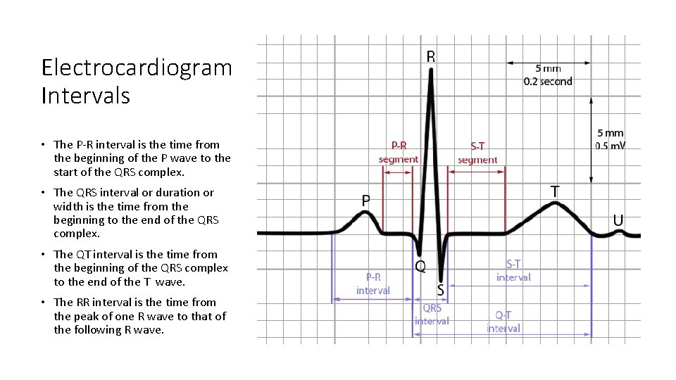 Cardiovascular Laboratory Adapted from The Mc Gill Physiology