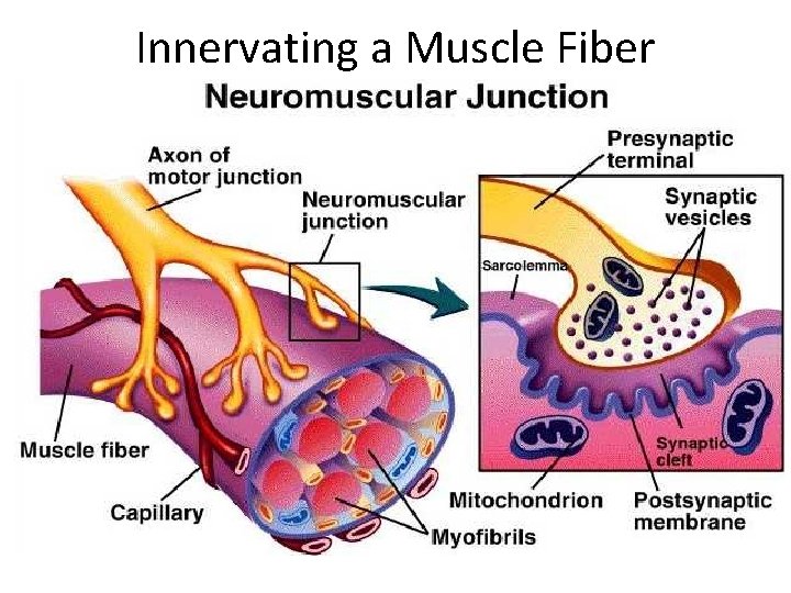 Voluntary Muscular Control Innervating a Muscle Fiber Excitation