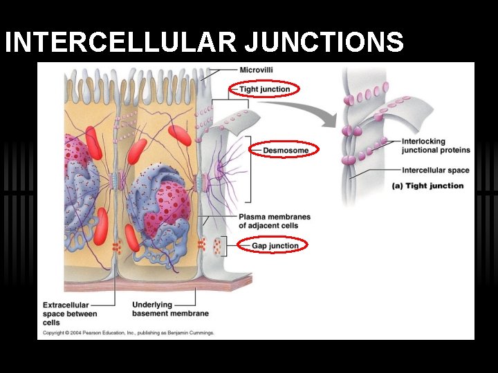 TISSUES STRUCTURAL ORGANIZATION Life is characterized by hierarchical