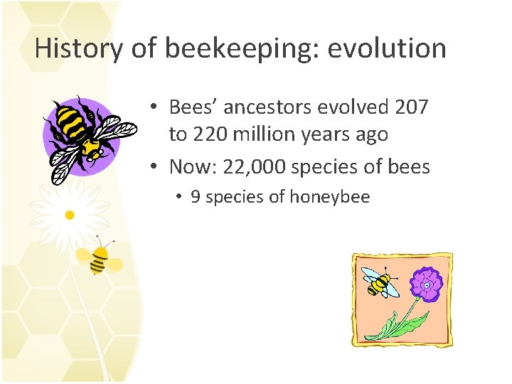 Beekeeping Apiculture By Rebecca Lindquist Outline Background History