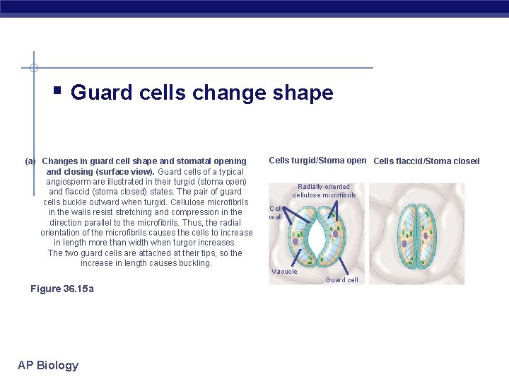 Control of Stomata 90 water loss through stomata